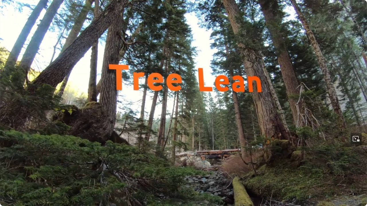 Layout Planning: Tree Lean (6 of 8) | WorkSafeBC - YouTube
