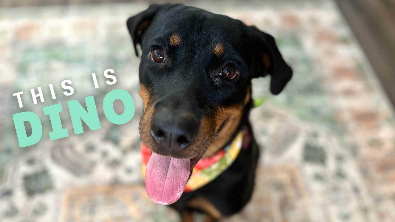 Dino with all the love and fun anyone could ever want in a dog! - YouTube