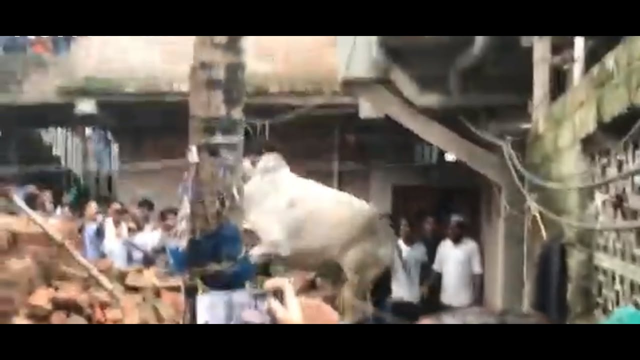psycho cow 😂😂#shortvideo - YouTube