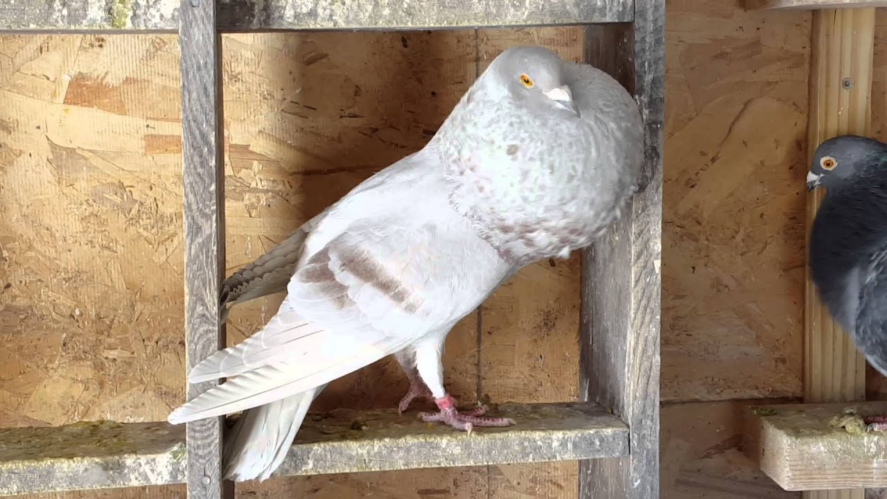Silver Horseman Thief Pouter Pigeon Male - YouTube