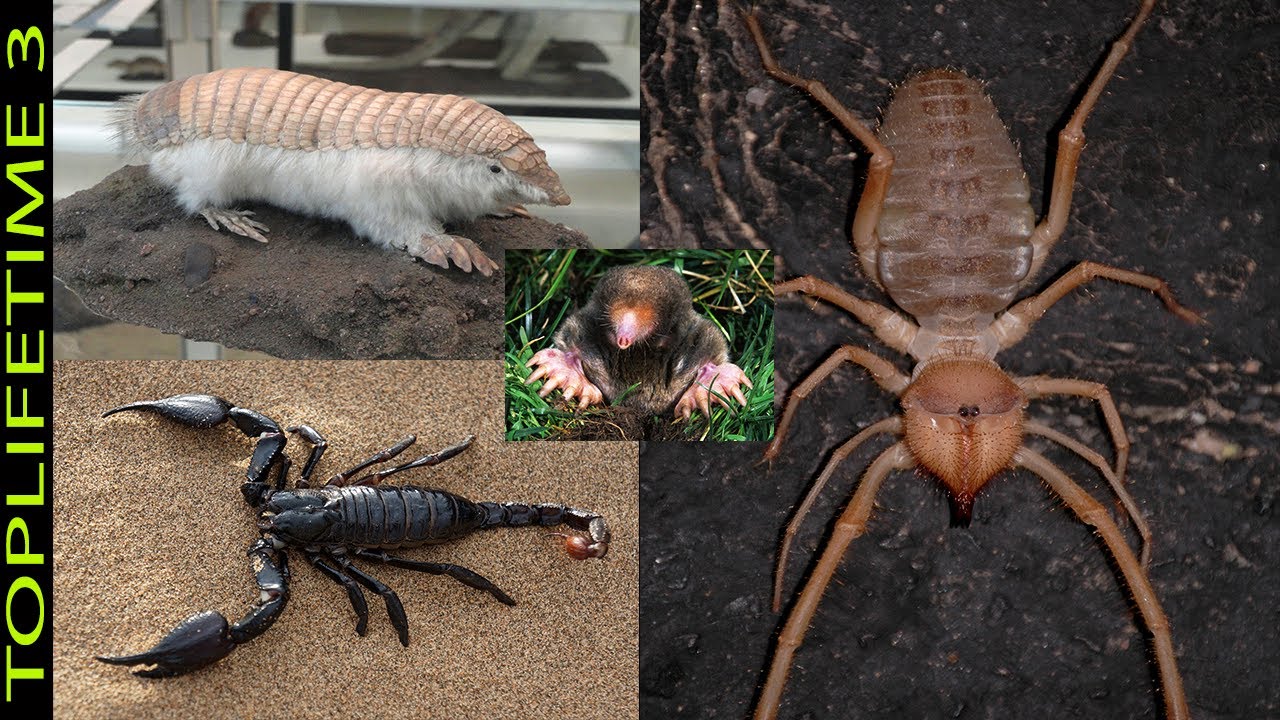 9 Animales Que Viven Bajo Tierra - YouTube