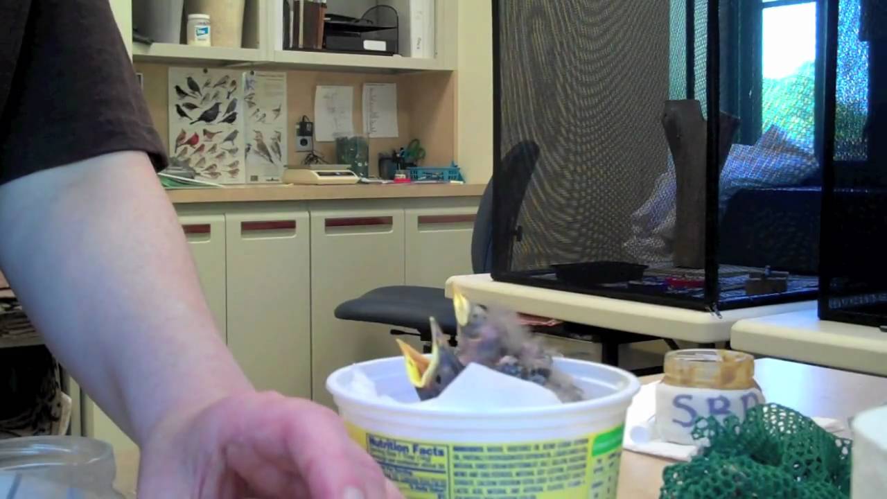 Feeding Baby Starlings.mov - YouTube