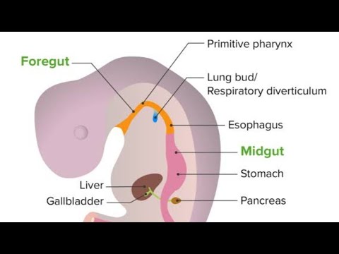 Development of Esophagus/KLM embryology/Digestive system Development ...