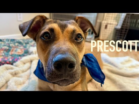 Prescott is one charismatic suave puppy dog - YouTube