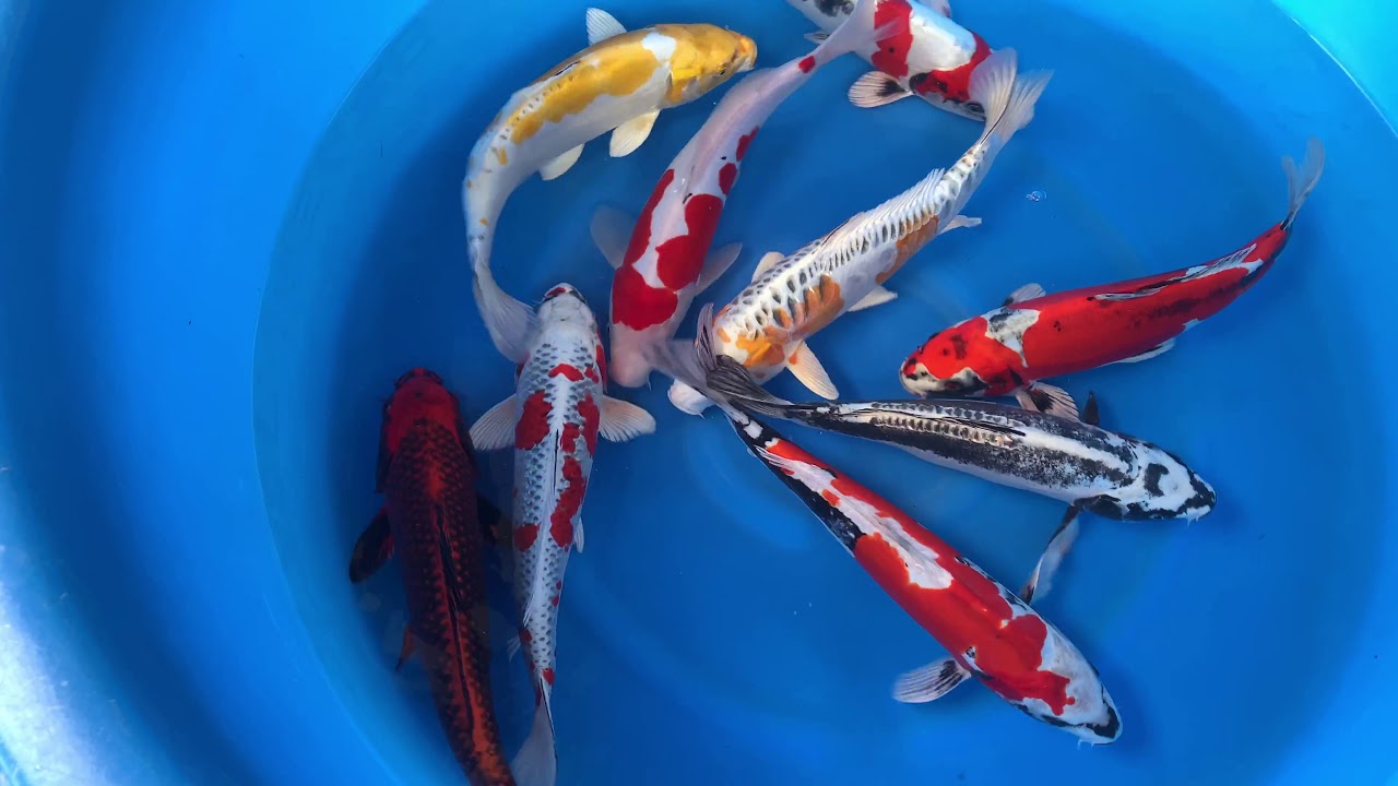 Aoki Koi Farm Nisai 34-37cm coming to Koi Market Vid #5 - YouTube
