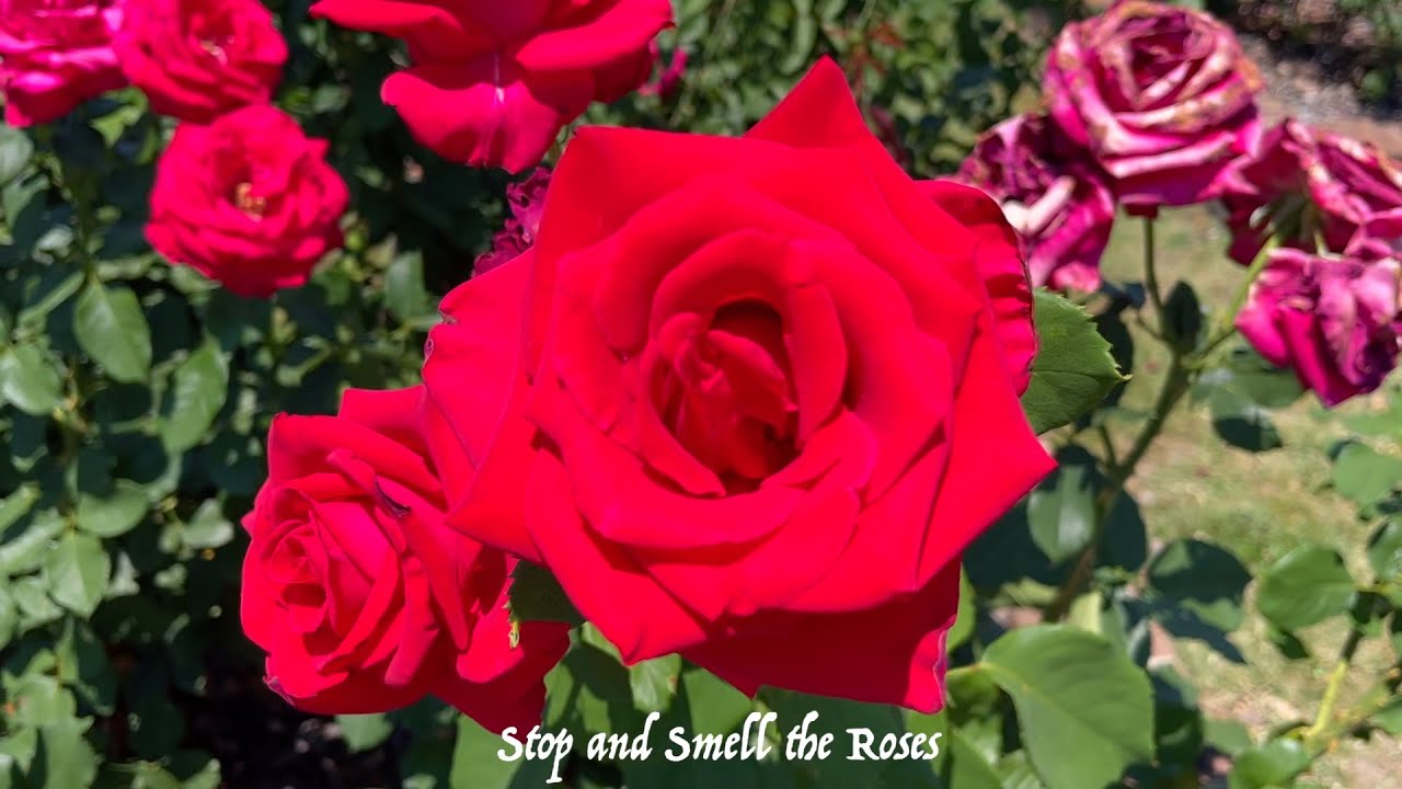 Wilson Rose Garden | Stop and Smell the Roses - YouTube