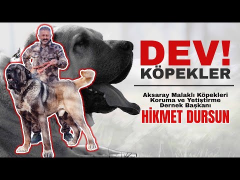 TÜRKİYENİN DEV KÖPEKLERİ | AKSARAY MALAKLISI | HİKMET DURSUN #aksaraymalaklısı #anadoluaslanı