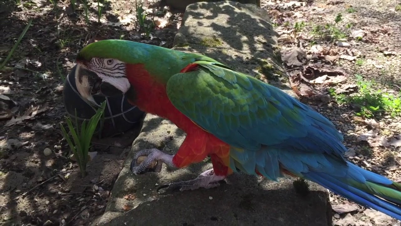 Harley the Harlequin Macaw - YouTube