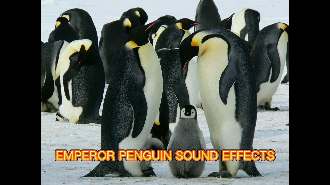 No-copy rights / LOUD EMPEROR PENGUIN SOUND EFFECTS -#soundseffect # ...