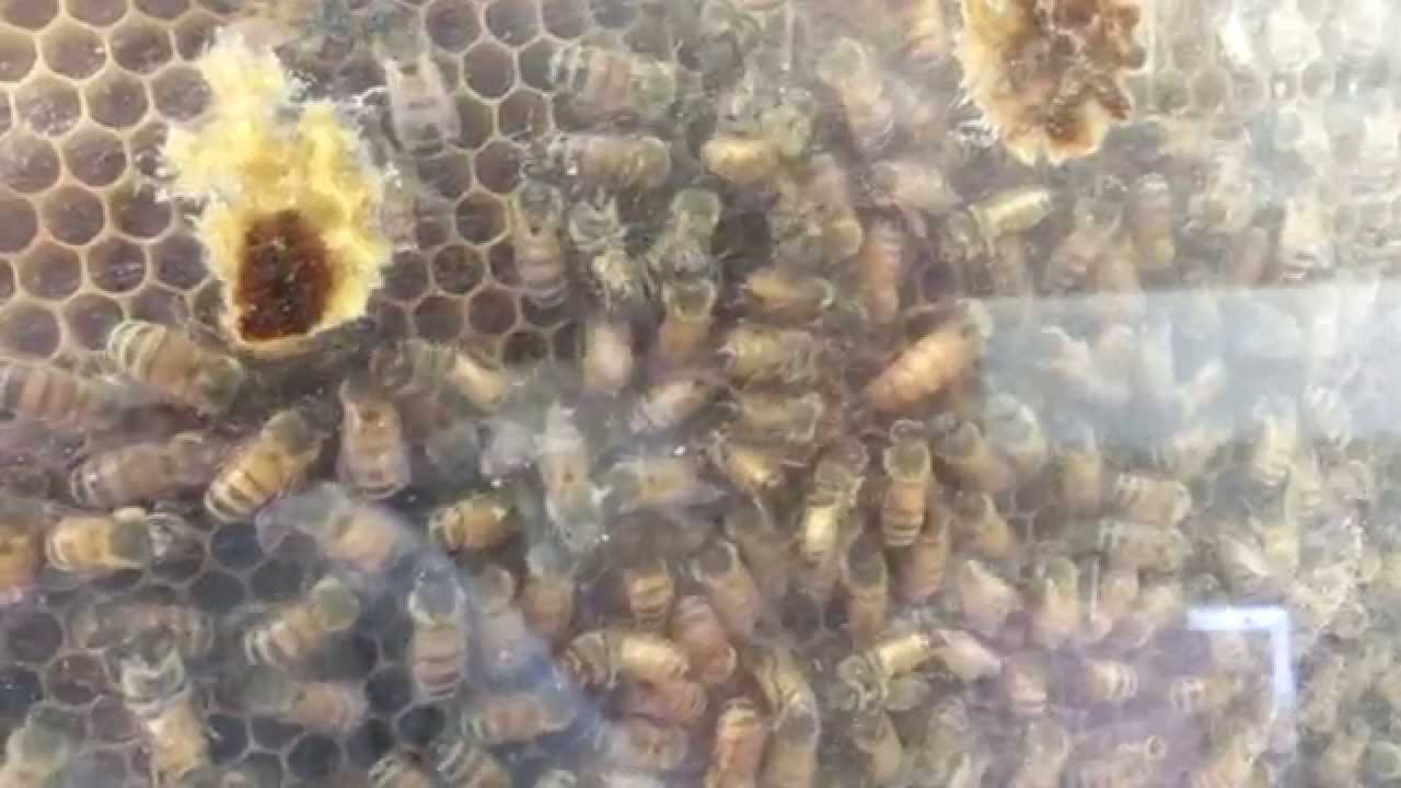 Queen honey bee laying eggs in observation hive... - YouTube