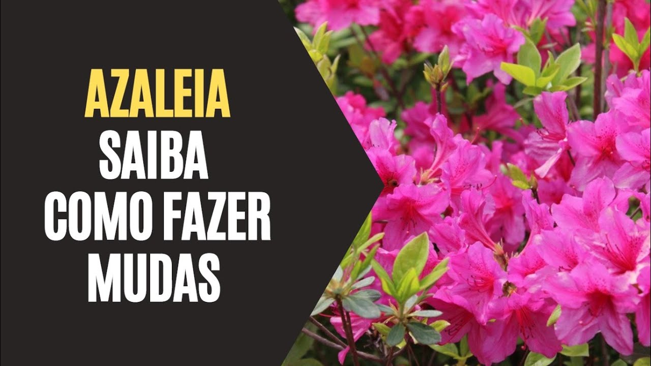 Azaleia: Saiba Como Fazer Mudas - YouTube