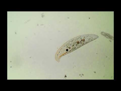 Loxodes vorax (Ciliophora) - YouTube