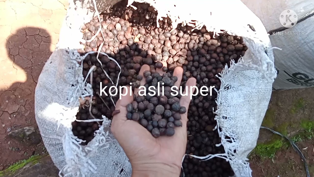 PROSES PENGUPASAN KULIT BIJI KOPI ASLI LAMPUNG.. - YouTube