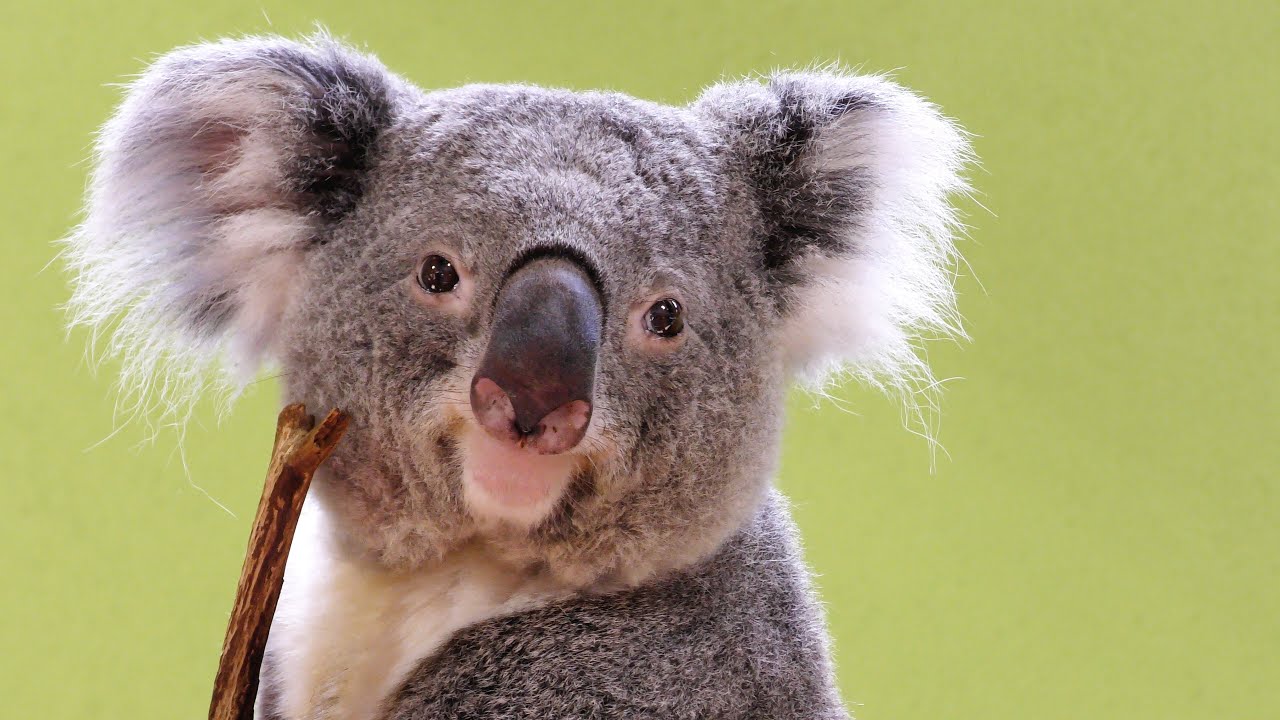 Koala Baby FYV - YouTube