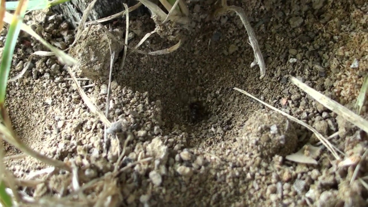 Ant lion vs ant - YouTube