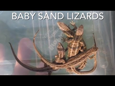 More Baby SAND LIZARDS have arrived ! Outdoor reptile keeping - YouTube