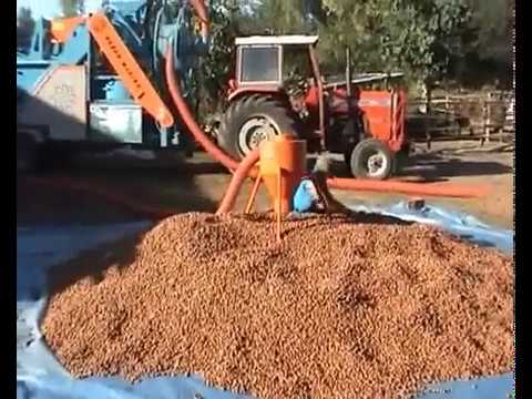 fındık patozu, hezelnut peeling machine, hazelnut machine - YouTube