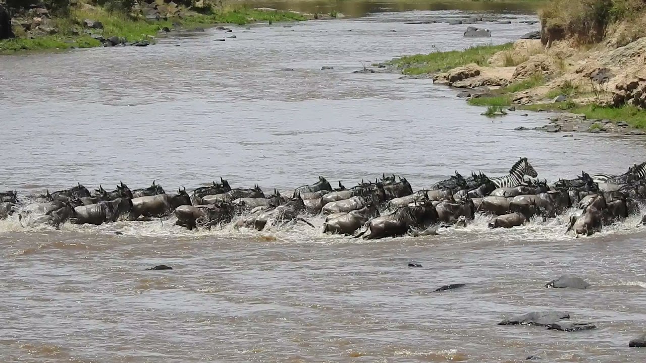 Brutal Crocodile Death Roll - YouTube