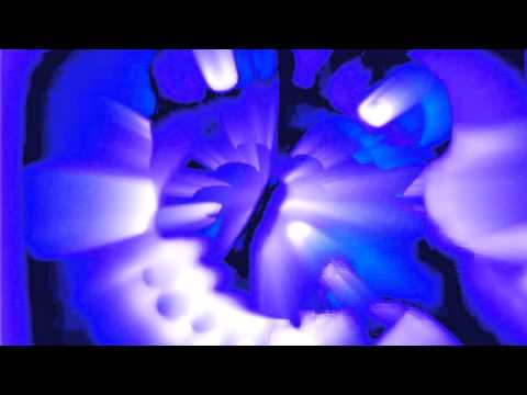 ZooPals! in Organ chord