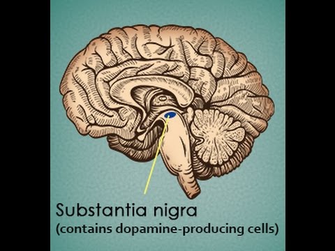 Function and Location of Substantia Nigra - YouTube