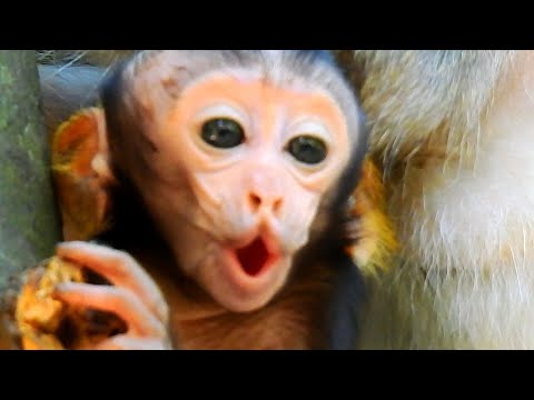 This Little baby monkey Calling mama for HELP