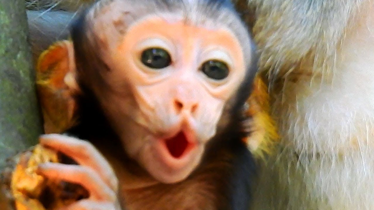 This Little baby monkey Calling mama for HELP - YouTube