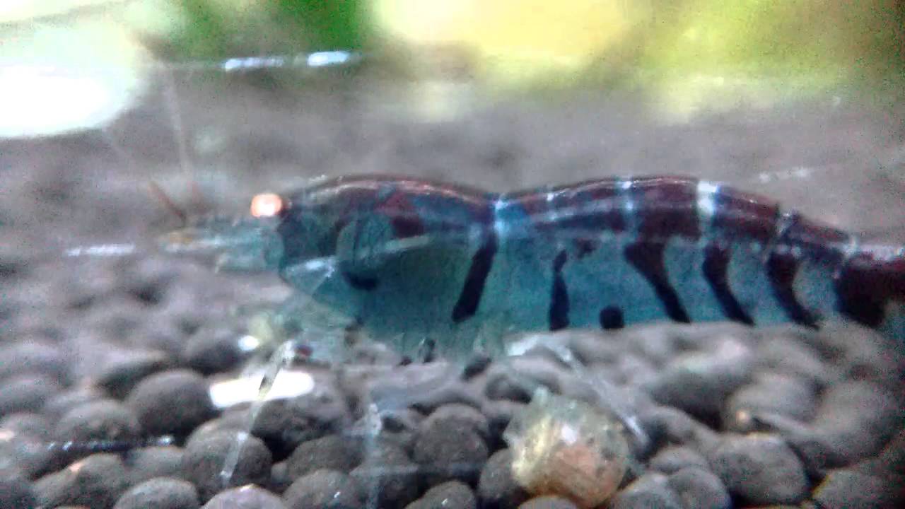 Orange Eye Blue Tiger Shrimp (OEBT) - YouTube