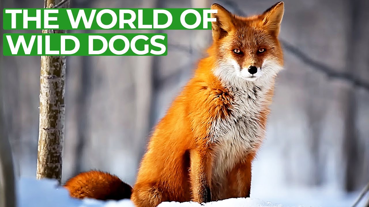Wildlife - Just Wild Dogs | Free Documentary Nature - YouTube