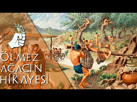 Zeytin Ağacının tarihi önemi (Neriman Hanım Zeytinliği)