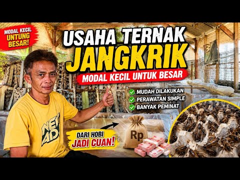 DARI HOBI MENJADI CUAN‼️ USAHA TERNAK JANGKRIK ALAM YANG MENJANJIKAN