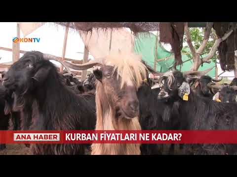Kurban fiyatları ne kadar?