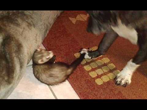Pit Bull vs Frettchen / Ferret - YouTube