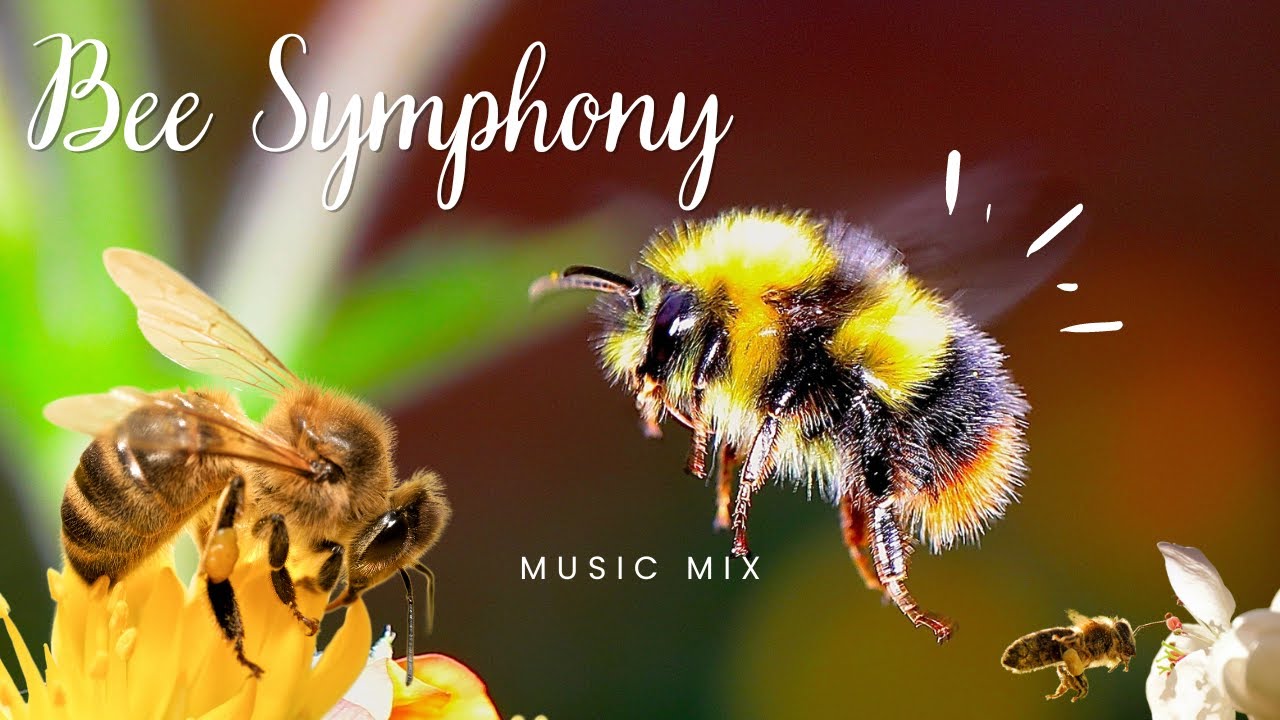 Bee Symphony: Exploring the Sounds of Different Bee Species - YouTube