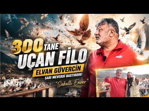 300 TANE UÇAN FİLO-ELVAN GÜVERCİN | SARI MEVERDİ BASTIRDIK! SAKALLI ENVER