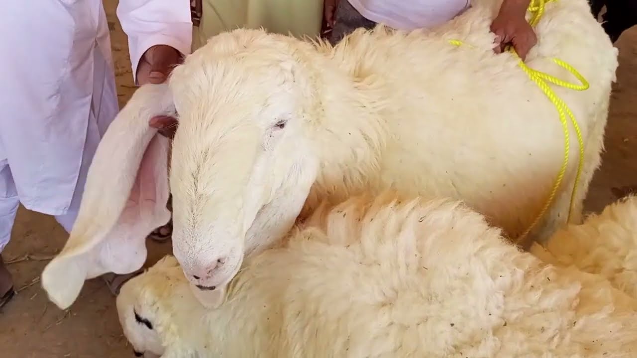 Gaban kajli Sheep for Sale - Sargodha Nasal ki Kajli Sheeps Breed - YouTube