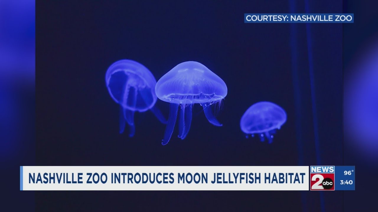 Nashville Zoo introduces moon jellyfish habitat - YouTube