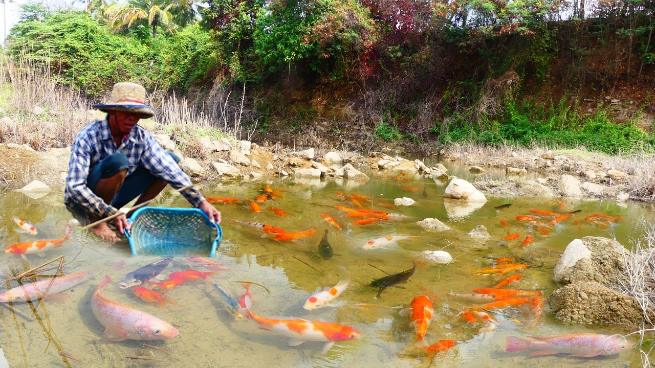 amazing find and Catch a lot Red fish, Japan KOI Fish, Oranda Red Cap ...