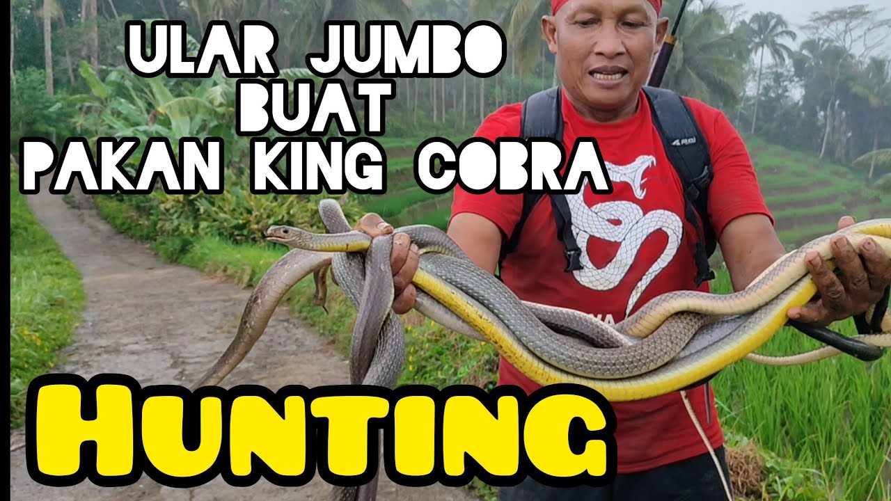 Ular ular keluar sarang mencari katak!! Hunting ular buat pakan King ...