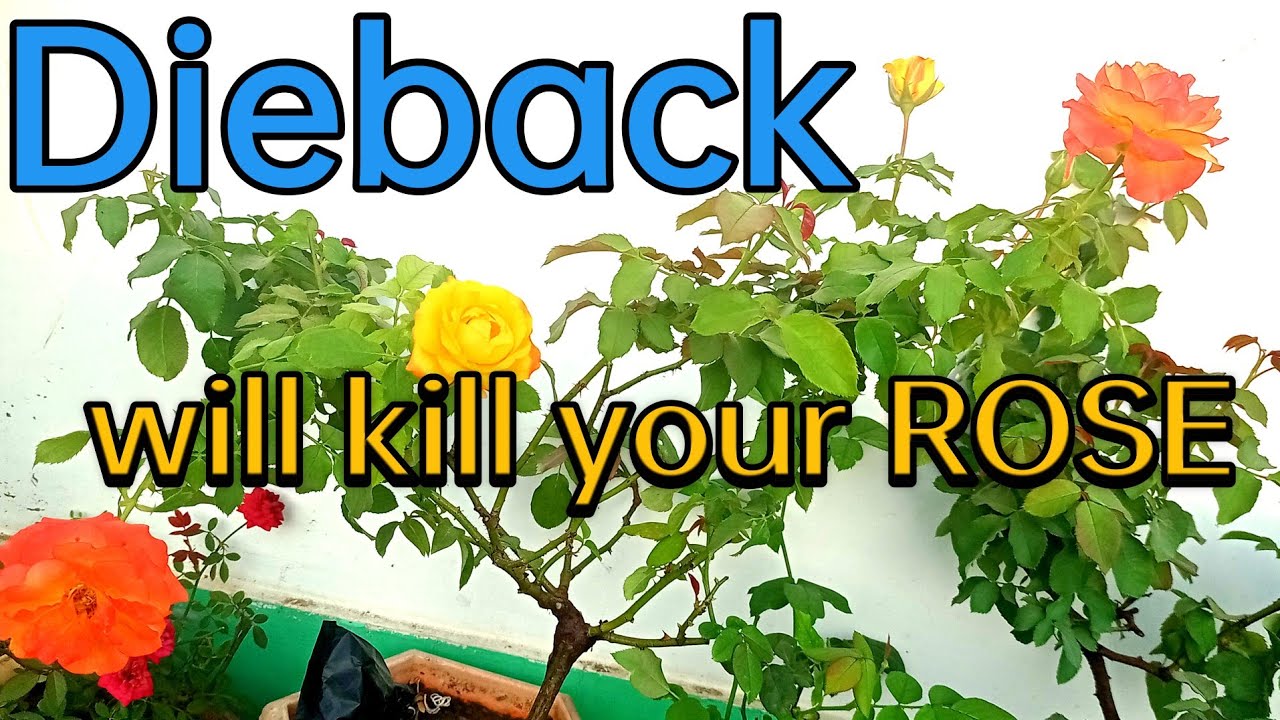How to care dieback roseplant|Save rose plant from dieback - YouTube