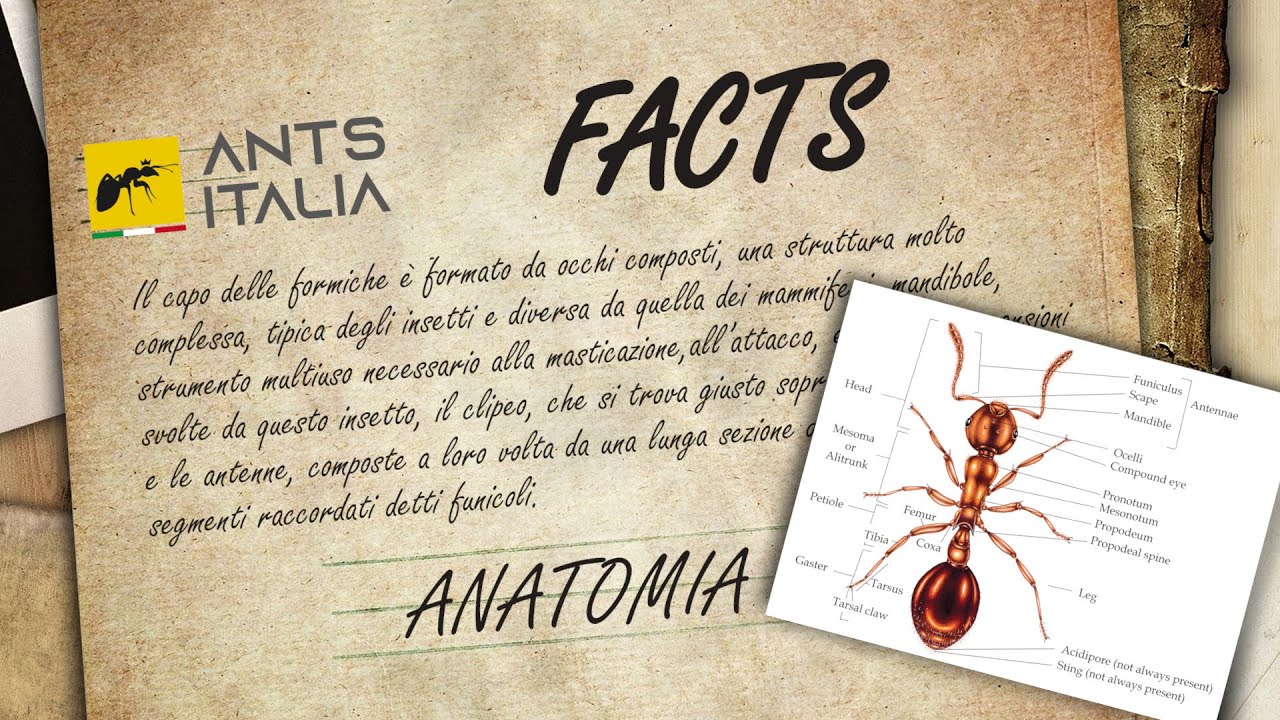 La Struttura Anatomica delle Formiche: un Mondo Sorprendente - YouTube