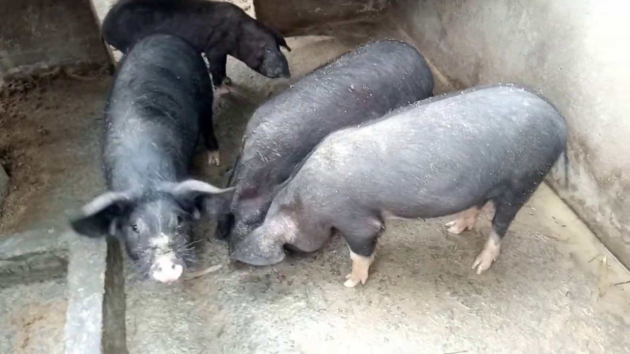 pig farm in assam - YouTube