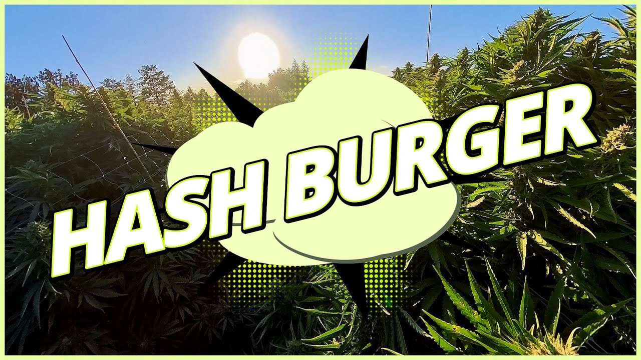Hash Burger - LUMA California Farms - Hash Burger Strain - YouTube
