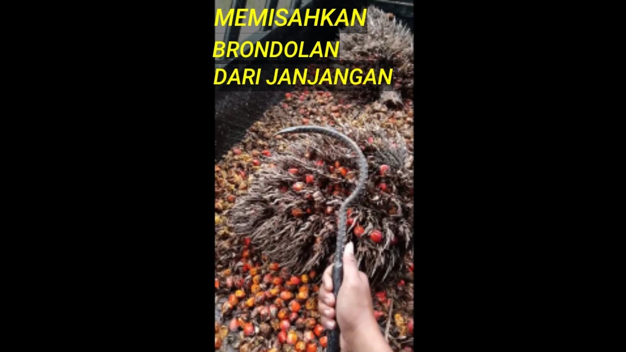 Cara memisahkan berondolan dari janjangan - YouTube