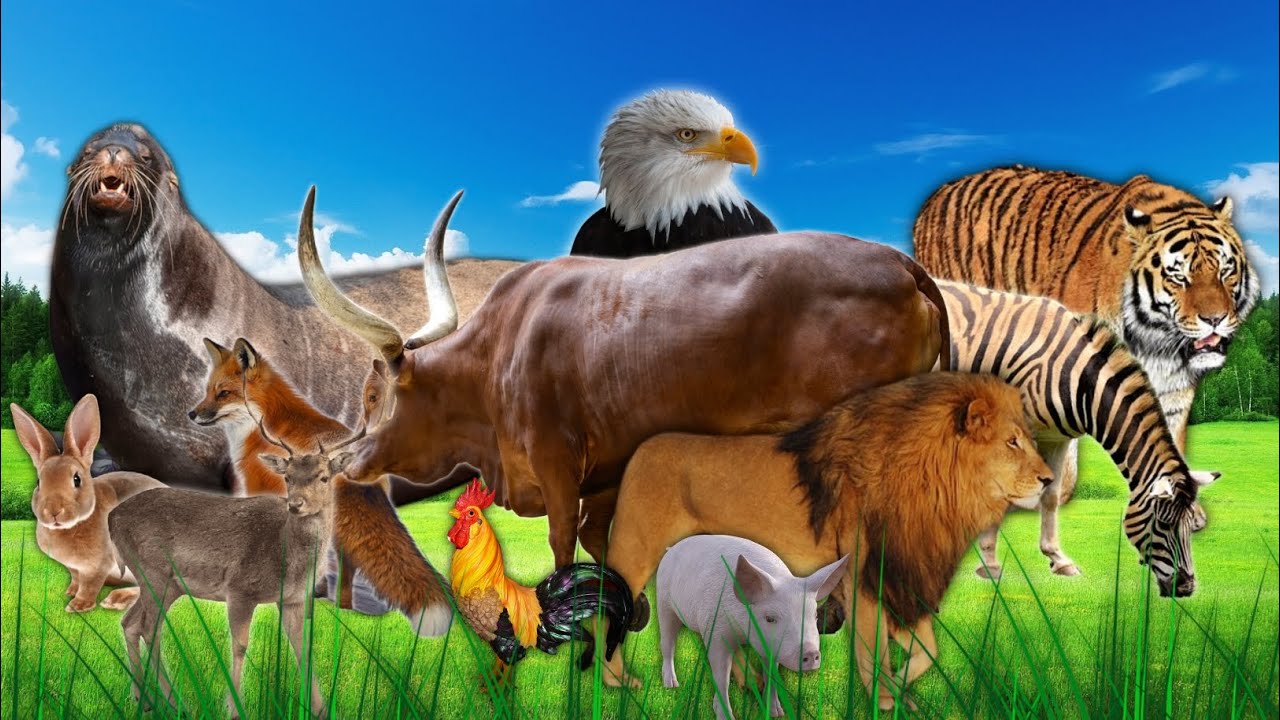 zoo animal, eagle, sea lion, deer, rabbit, lemur, lion, pig, zebra, cow ...