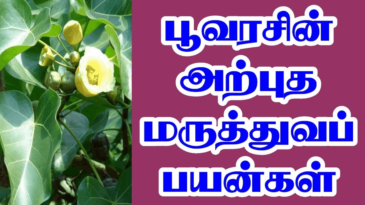 MEDICINAL BENEFITS OF POOVARASU / பூவரசின் அற்புத மருத்துவப் பயன்கள் ...