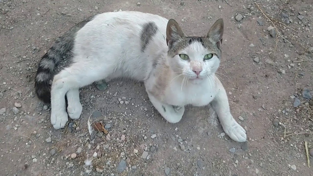 Crazy white cat wait for it 😹 funny reaction cat - YouTube