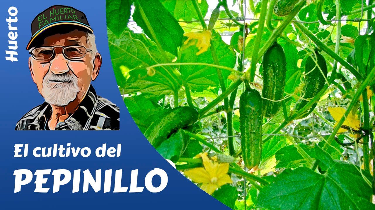 𝗣𝗘𝗣𝗜𝗡𝗜𝗟𝗟𝗢: COMO CULTIVAR PEPINILLOS. Gherkin cultivation. - YouTube