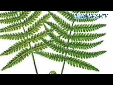 Umuti Ubumba Igitsina Cy'Umugore Cyagutse Bitewe no Kubyara// Cyangwa Kuryamana n'Abagabo Benshi!!!!