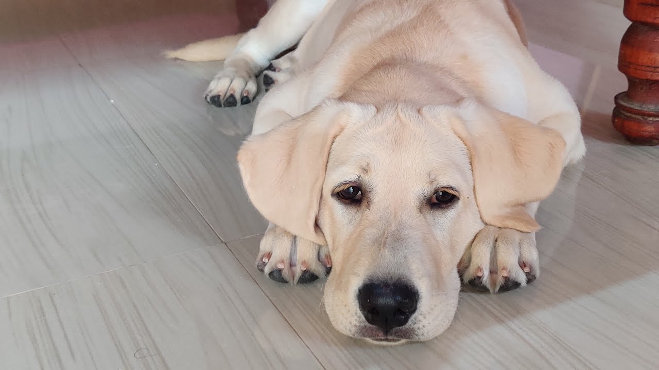 Where are you Sandy 😂 || Labrador puppy funny video || @upendragani ...