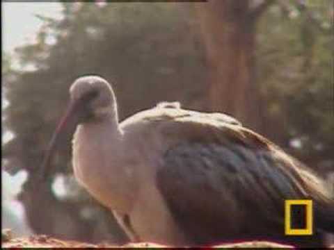 Hadeda Ibis - YouTube